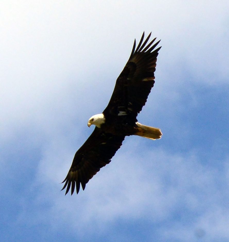 Suspect in bald eagle death turns self in - Observer-Reporter